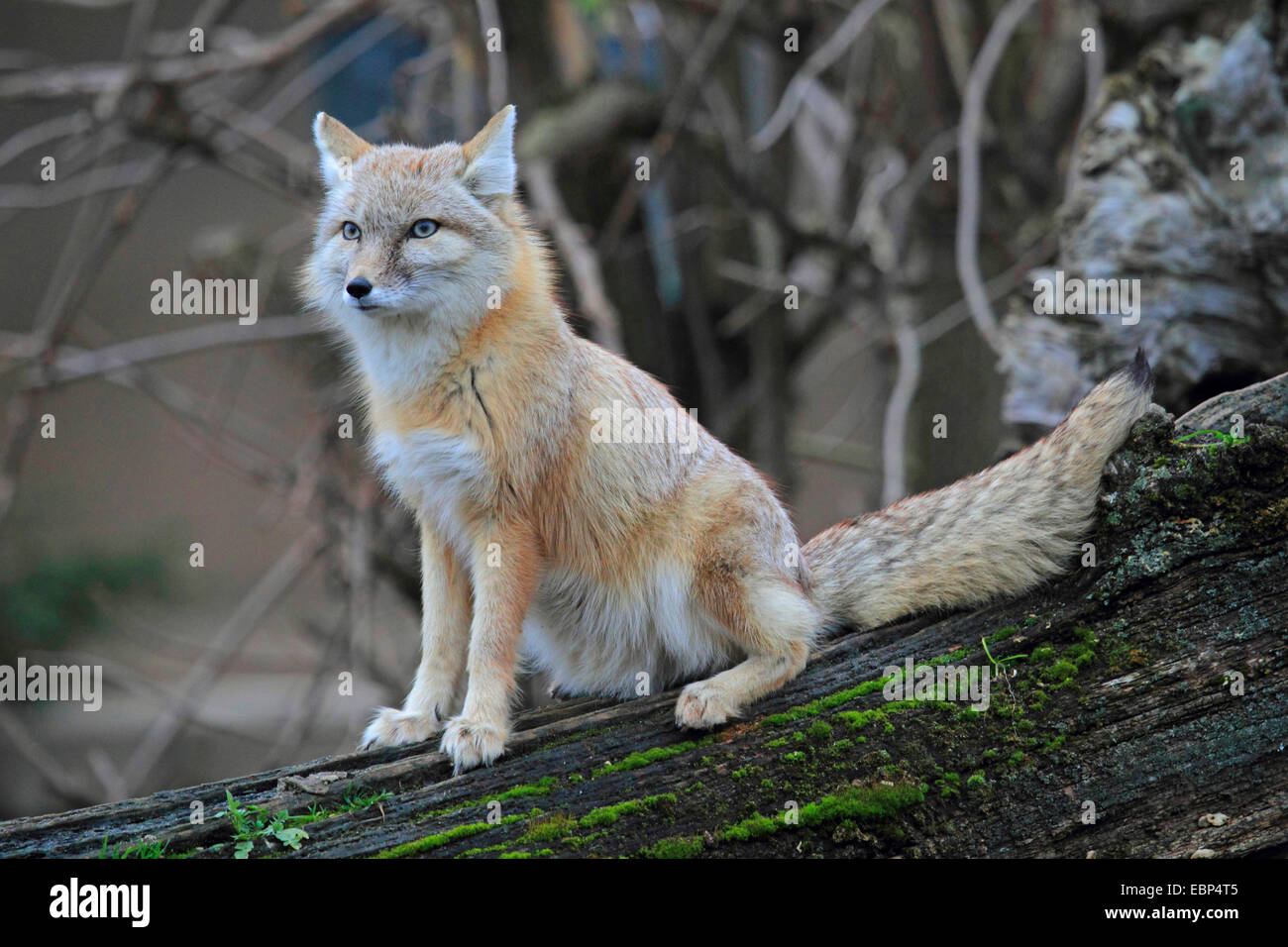 Corsac fox (Vulpes corsac), sitting on a stem Stock Photo - Alamy