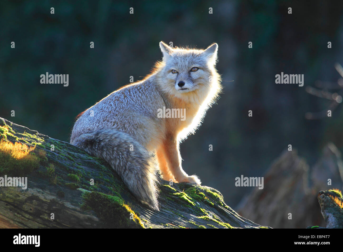 Corsac fox (Vulpes corsac), sitting on a stem and looking back Stock ...