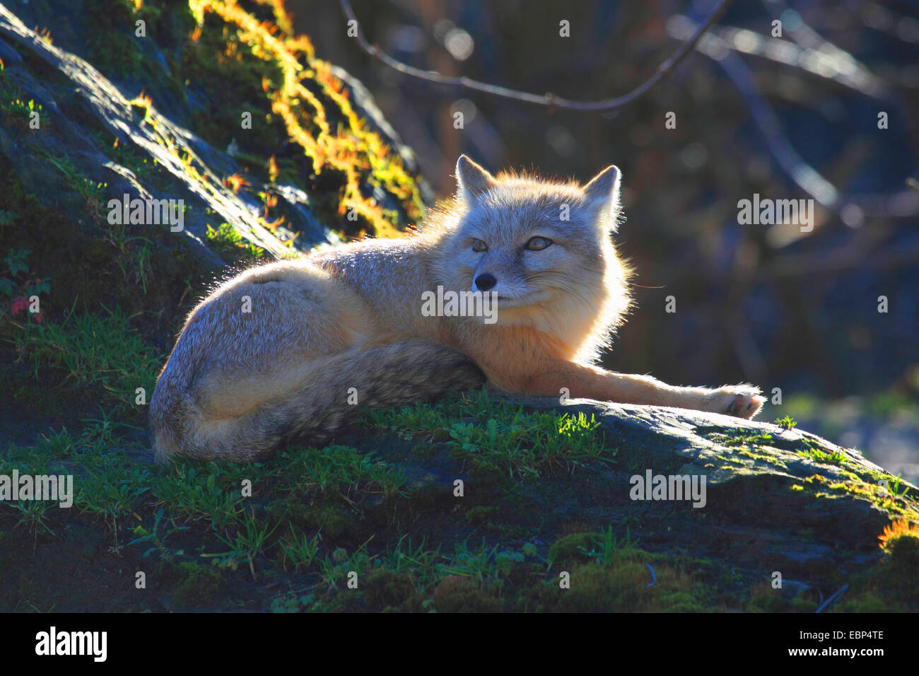 Fox looking back side view hi-res stock photography and images - Alamy