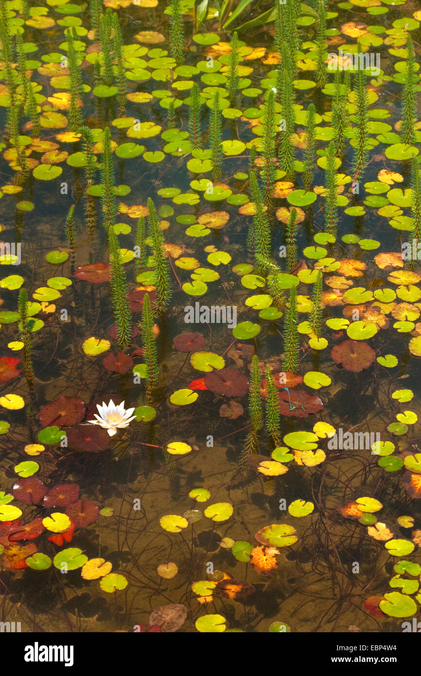 mare's tail, common mare's tail (Hippuris vulgaris), in a pond with ...