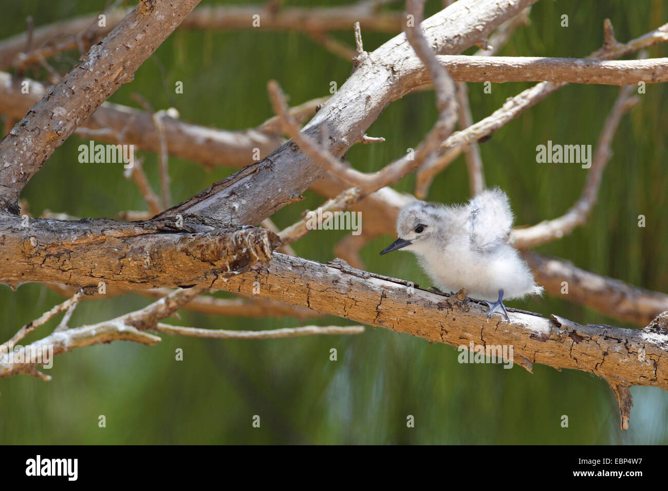 Juvenile birds sitting in tree hi-res stock photography and images - Alamy
