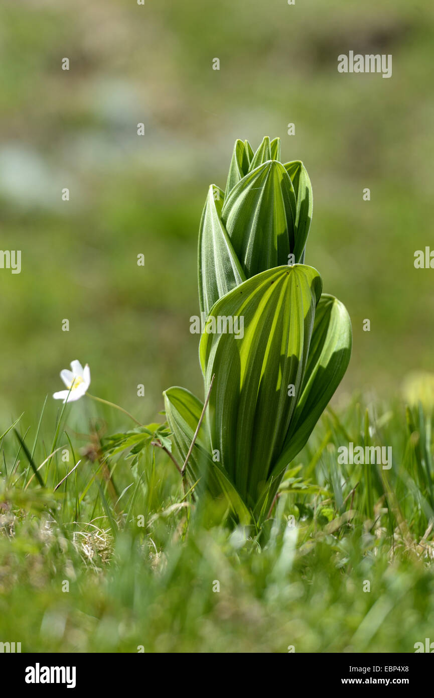 false helleborine, white hellebore (Veratrum album), in a mountain ...