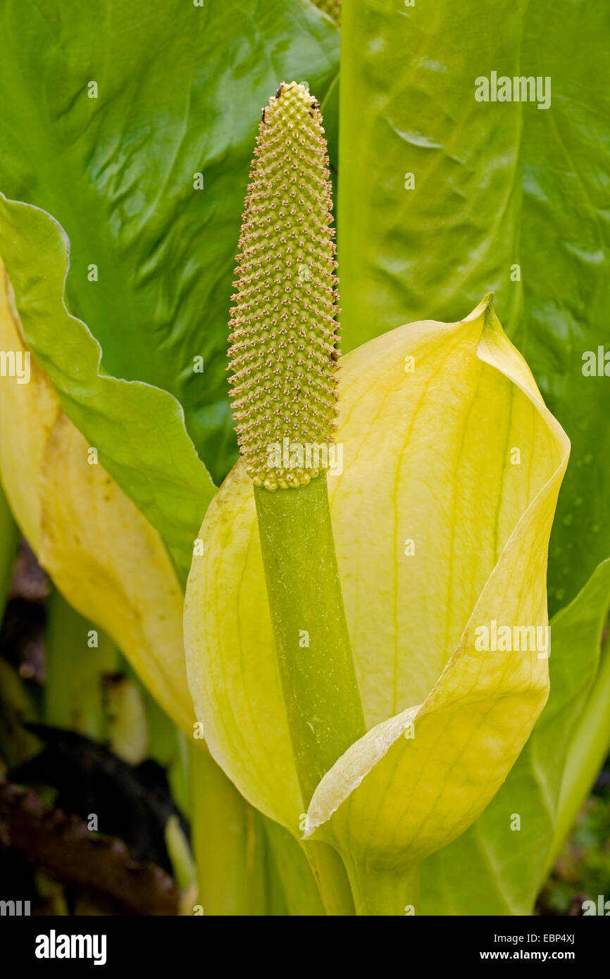 skunk cabbage, swamp lantern, yellow arum, yellow skunk cabbage ...