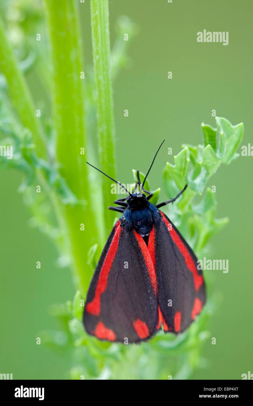 Cinnabar moth (Tyria jacobaeae, Thyria jacobaeae), sitting at St ...
