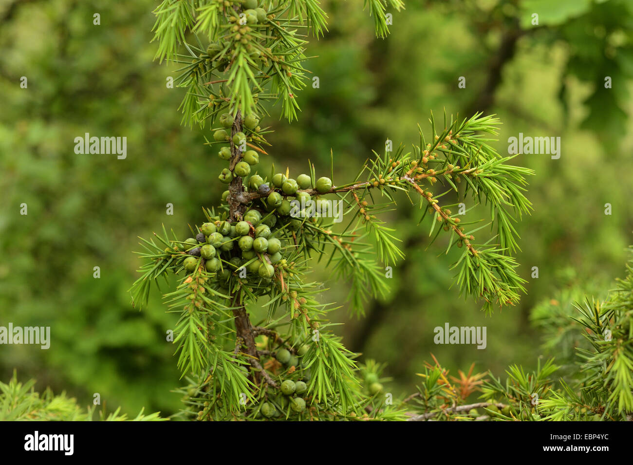 common juniper, ground juniper (Juniperus communis), unripe seeds on a ...