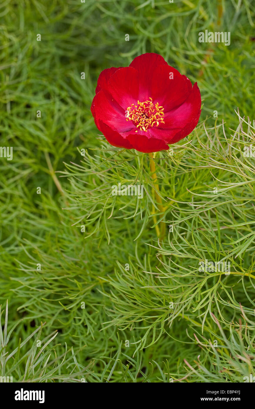 Fern leaf peony, Double Fernleaf Peony (Paeonia tenuifolia), blooming ...