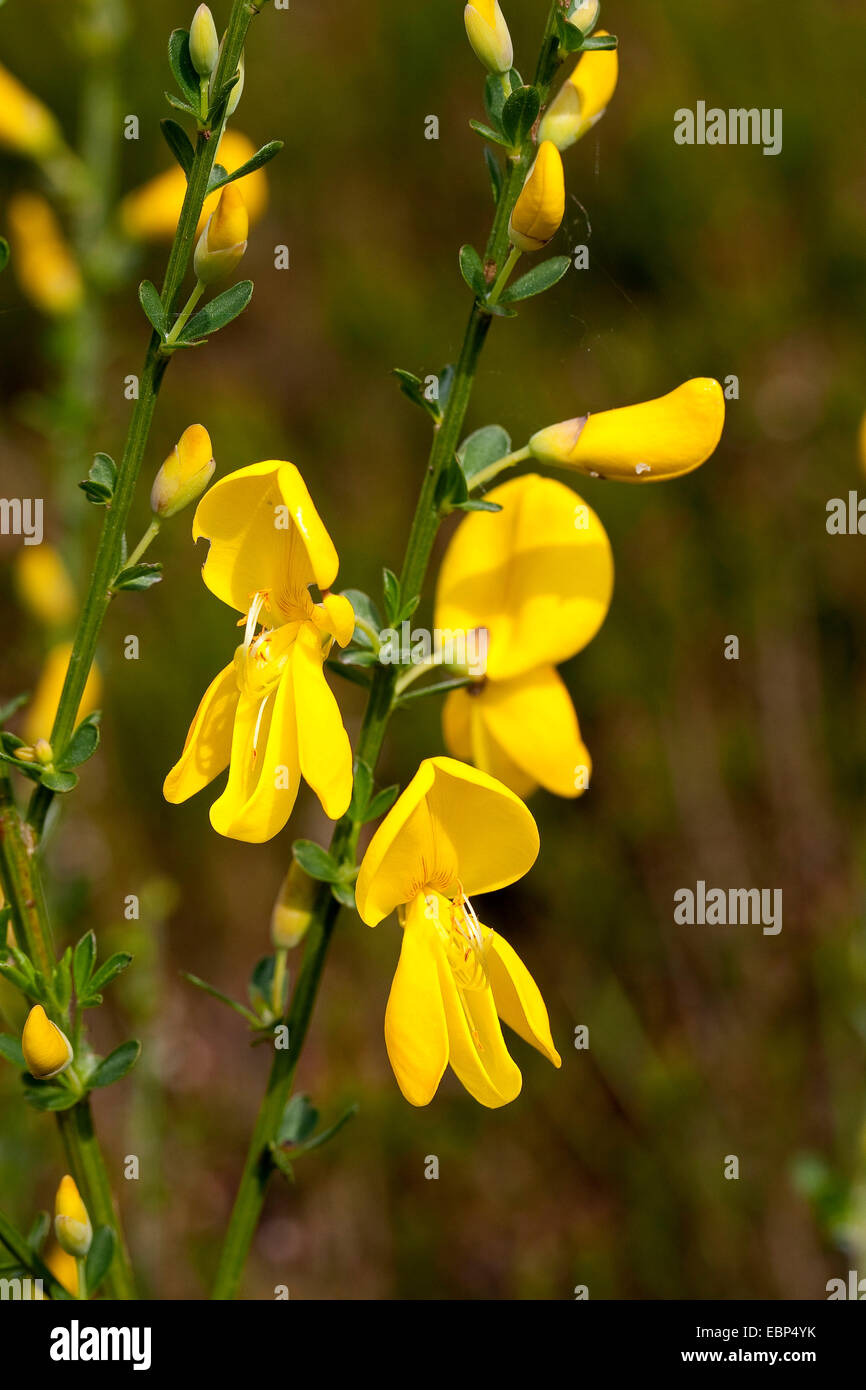 Scotch broom hi-res stock photography and images - Alamy