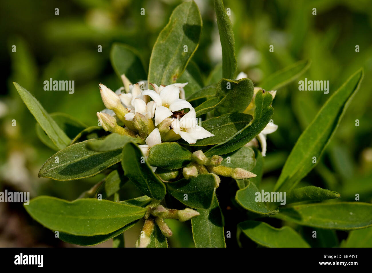 alpine daphne (Daphne alpinum), blooming Stock Photo - Alamy