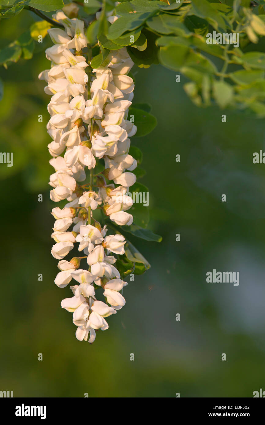 black locust, common locust, robinia (Robinia pseudo-acacia, Robinia ...