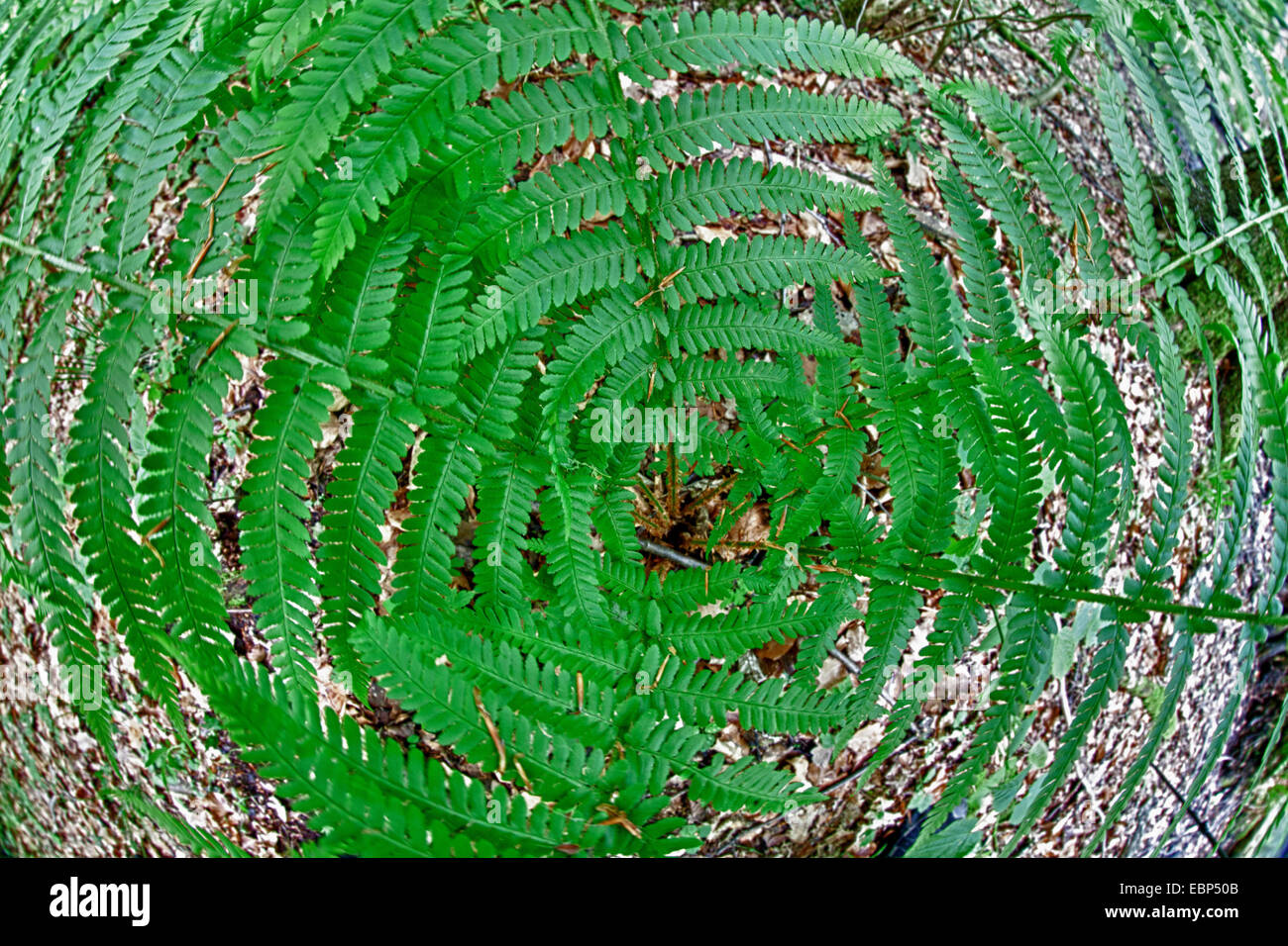 male-fern (Dryopteris filix-mas), view from above, Germany, Hesse Stock ...
