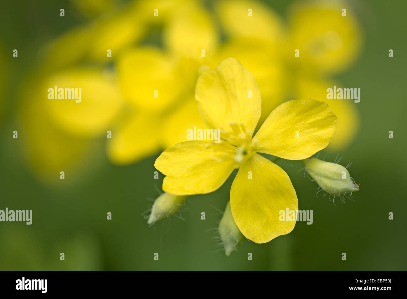 greater celandine (Chelidonium majus), flower, Germany Stock Photo - Alamy