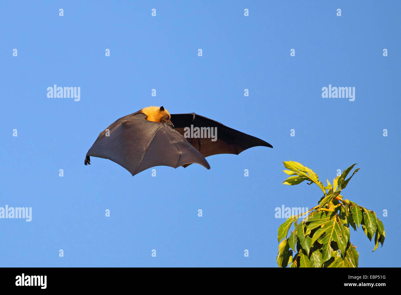 seychelles flying fox, seychelles fruit bat (Pteropus seychellensis ...