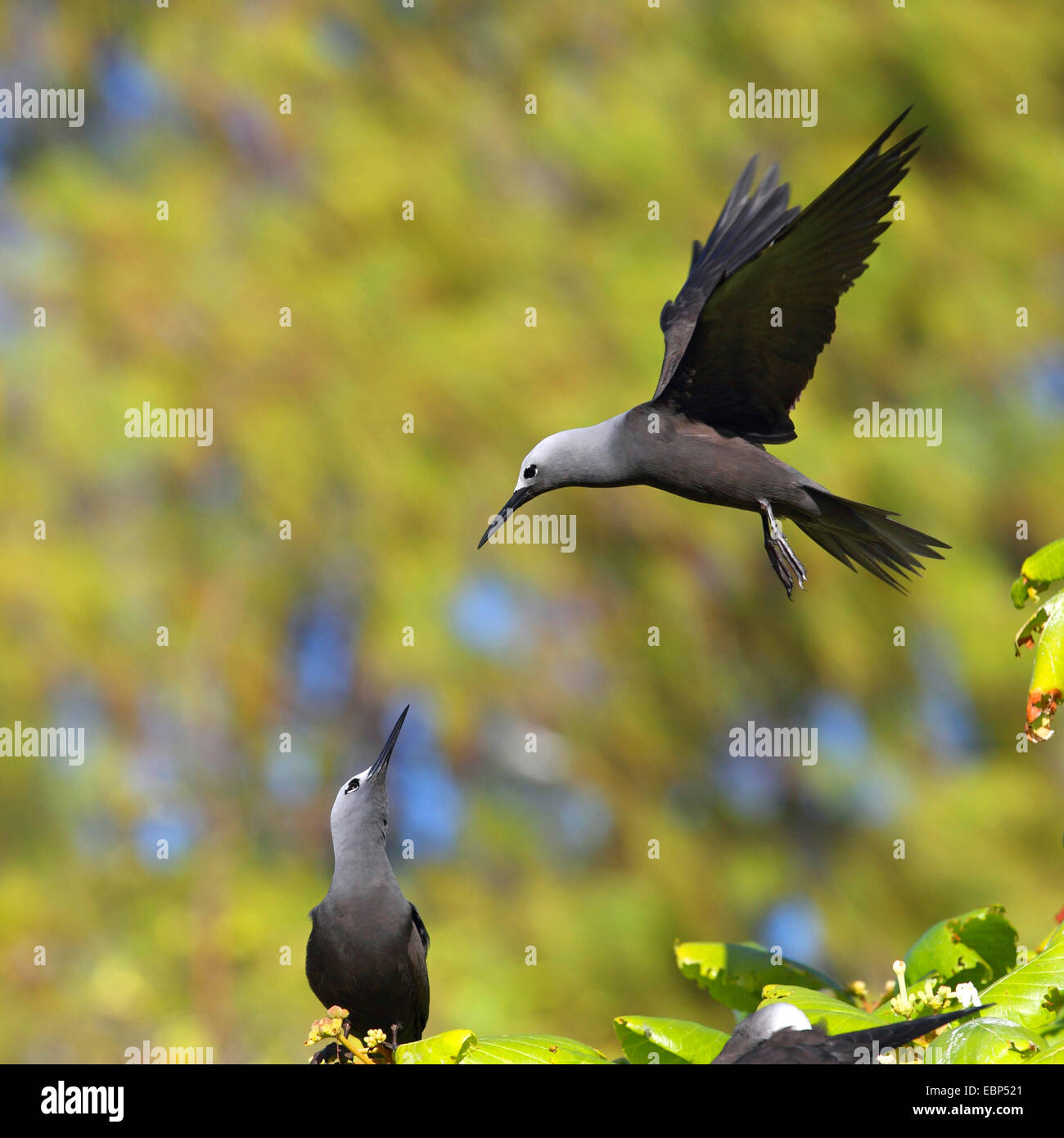 Lesser noddy (Anous tenuirostris), two noddies on a tree, Seychelles ...
