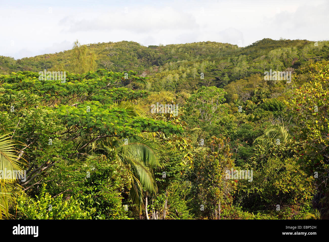 primeval forest, Seychelles, Vallee de Mai National Park, Praslin Stock ...