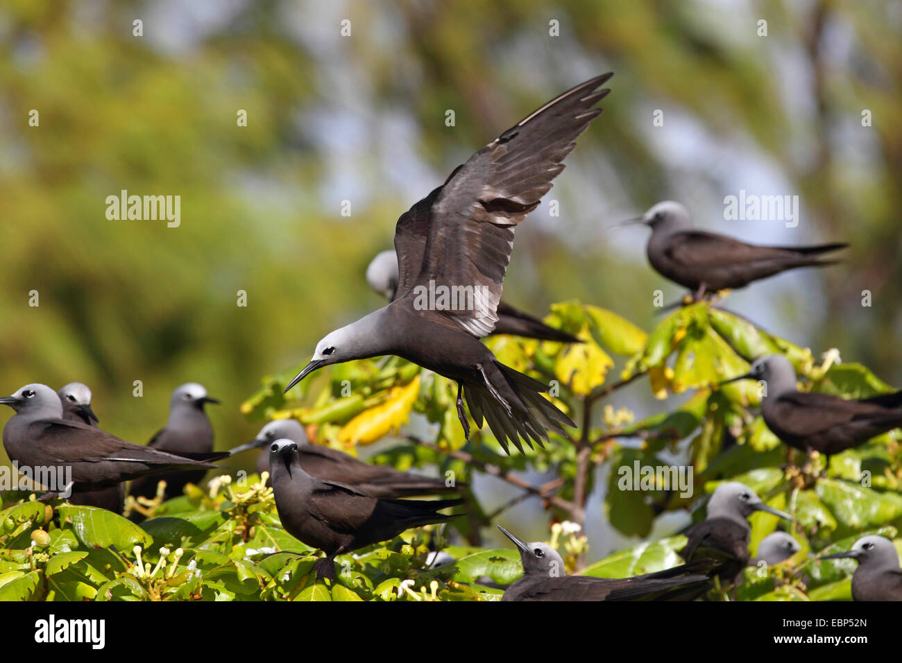 Lesser noddy (Anous tenuirostris), troop on a tree, Seychelles, Bird ...