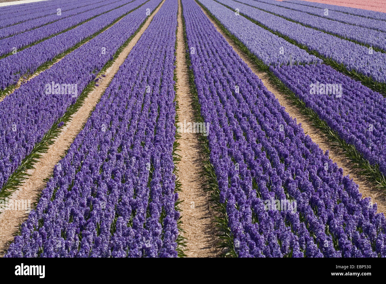 Jacinthe hyacinthus orientalis hi-res stock photography and images - Alamy