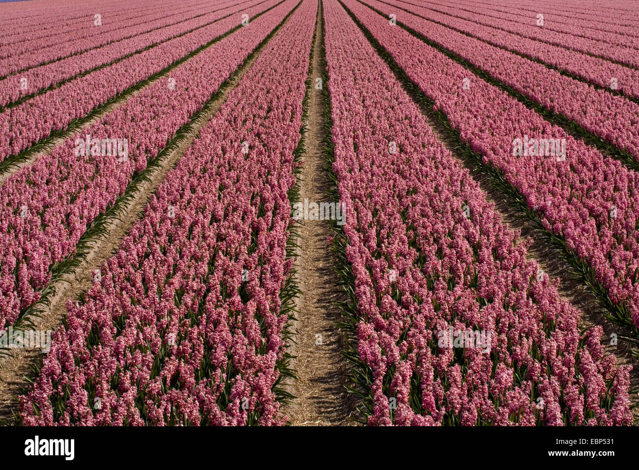 Jacinthe (Hyacinthus orientalis), Field of hyacinths at Keukenhof ...