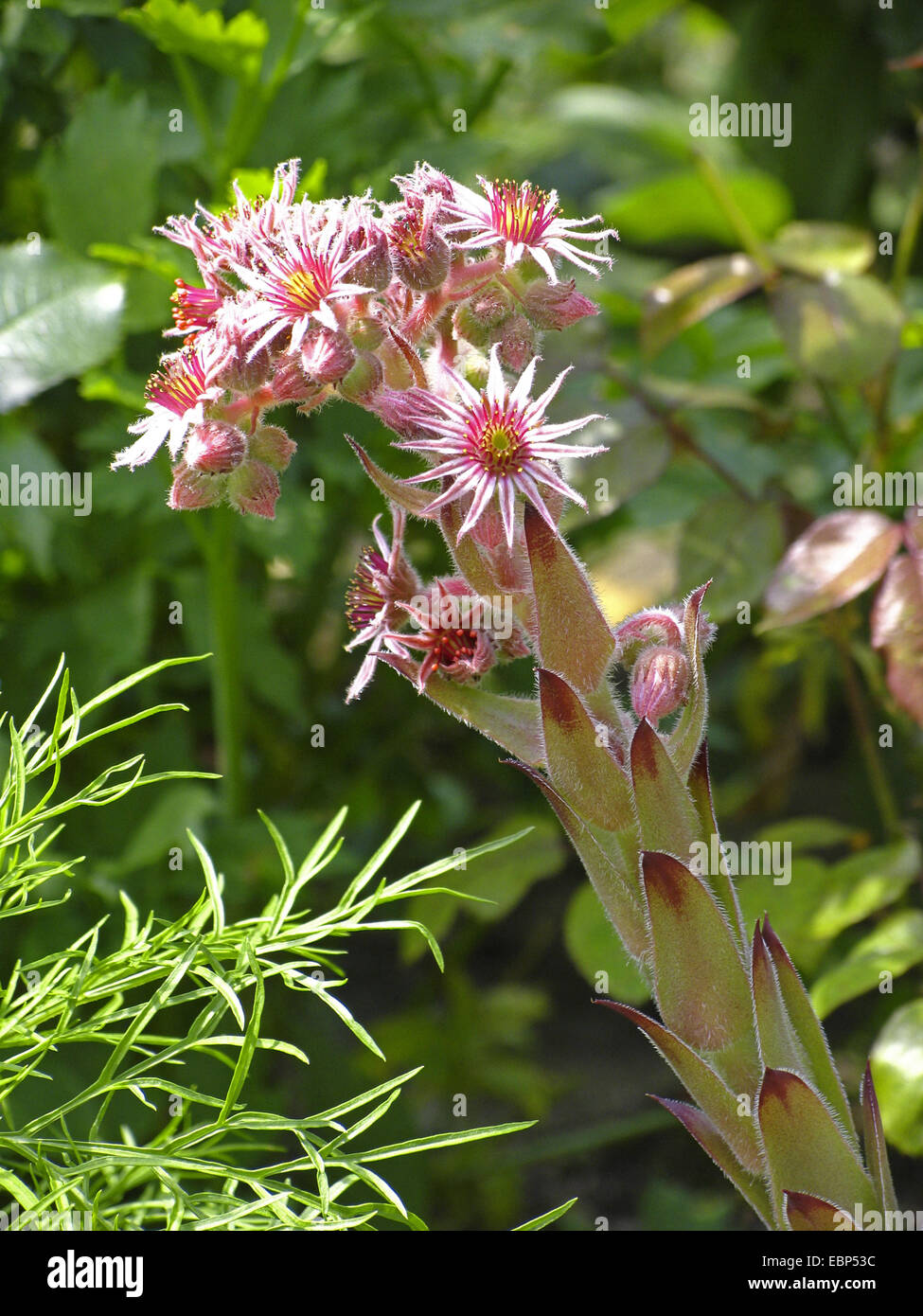 hen-and-chickens, house-leek, houseleek, common houseleek (Sempervivum ...