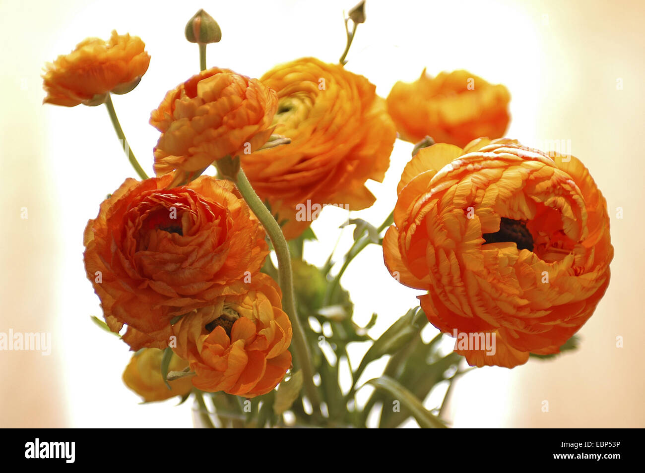 Ranunculus asiaticus cultivar hi-res stock photography and images - Alamy