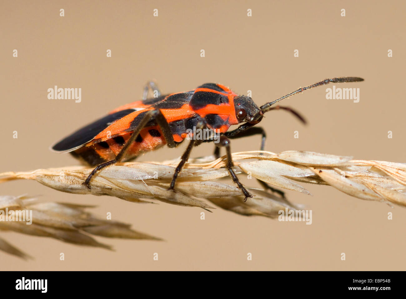 Ground Bug (Tropidothorax leucopterus), on a grass ear, Germany Stock ...