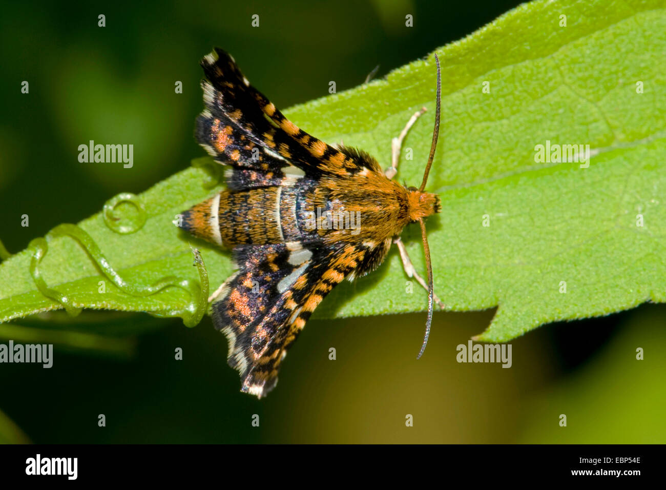 Window moth (Thyris fenestrella), on a leaf, Germany Stock Photo - Alamy