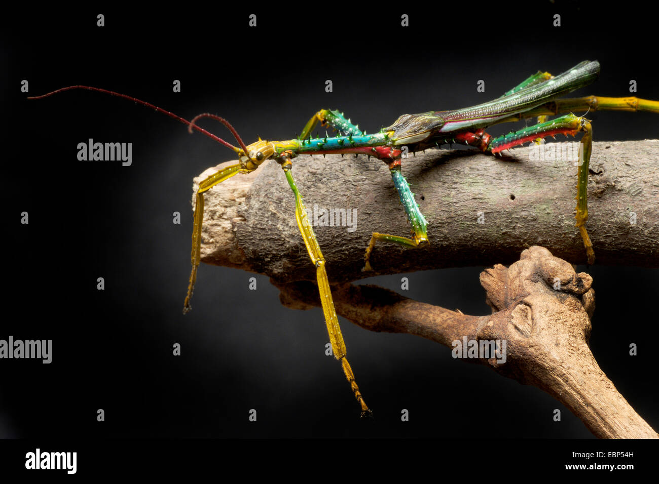 Madagascar achrioptera hi-res stock photography and images - Alamy