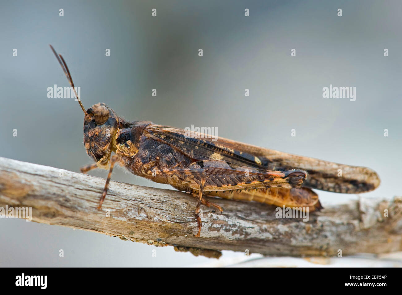 Red winged grasshopper hi-res stock photography and images - Alamy