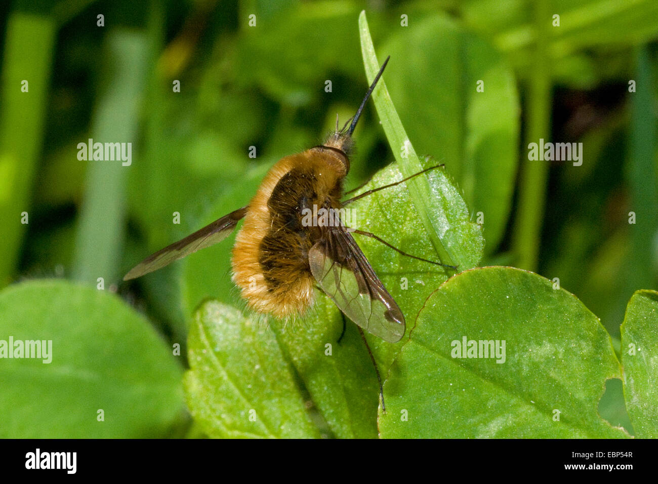 Bee fly hi-res stock photography and images - Alamy