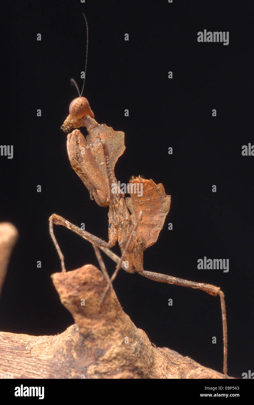 Giant Dead Leaf Mantis, Malaysian Dead Leaf Mantis (Deroplatys ...