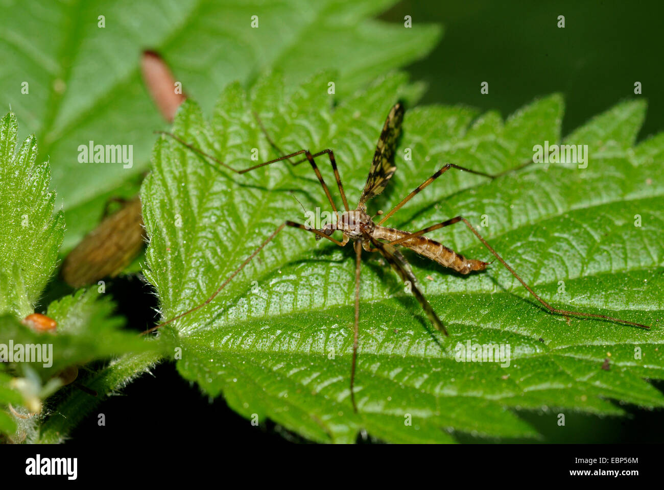 Ocellated Gnat. Cranefly (Epiphragma ocellaris), on a leaf, Germany ...
