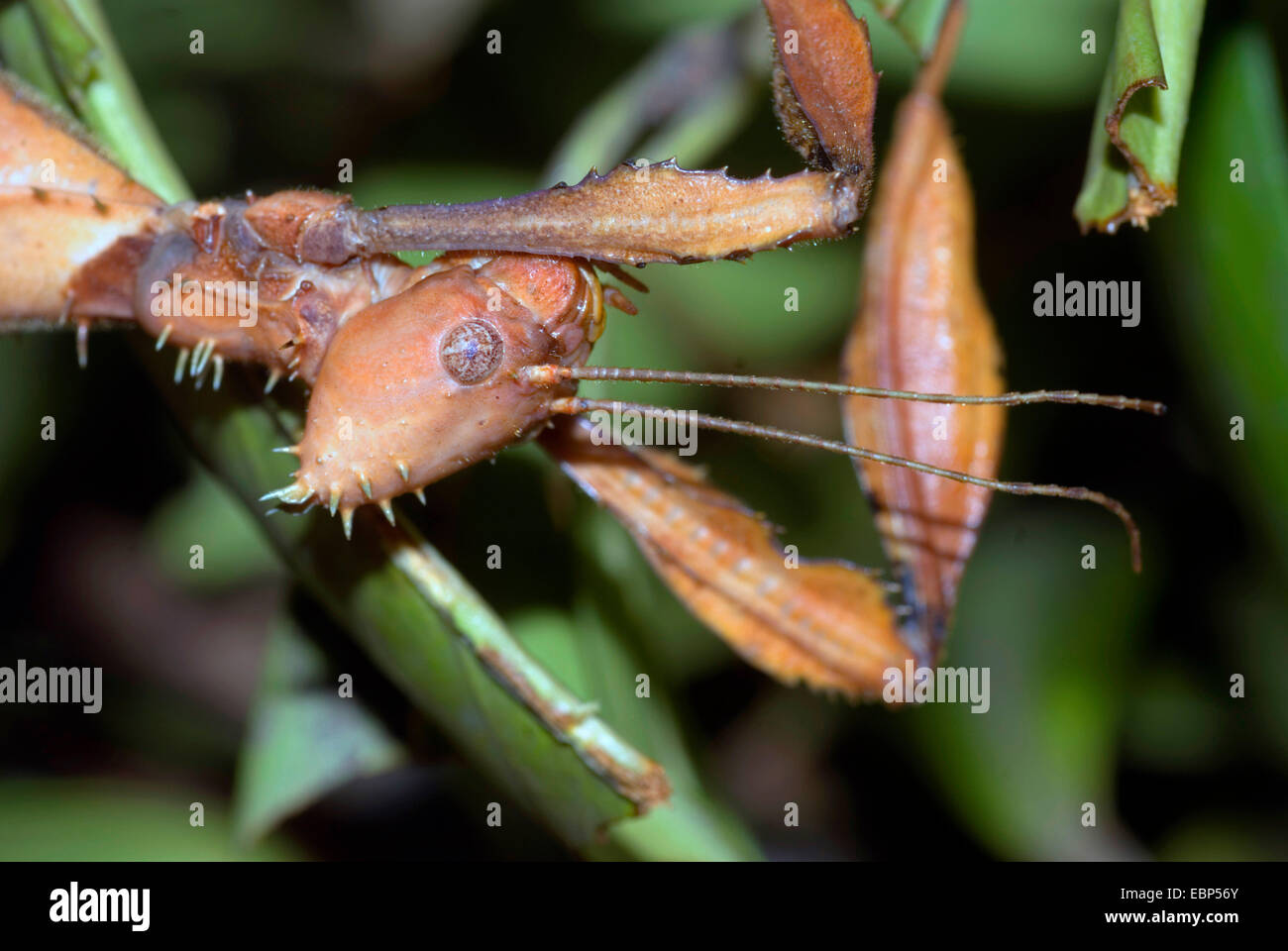 Giant Prickly Stick Insect, Macleay's Spectre (Extatosoma tiaratum ...