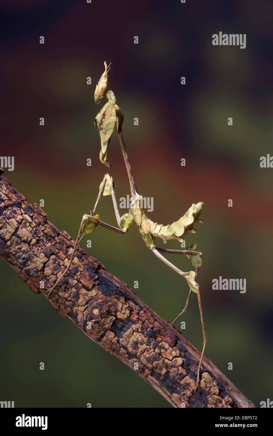 Wandering violin mantis, Indian rose mantis (Gongylus gongylodes), on a ...