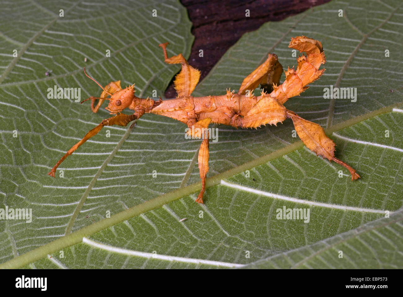 Giant Prickly Stick Insect, Macleay's Spectre (Extatosoma tiaratum), on ...