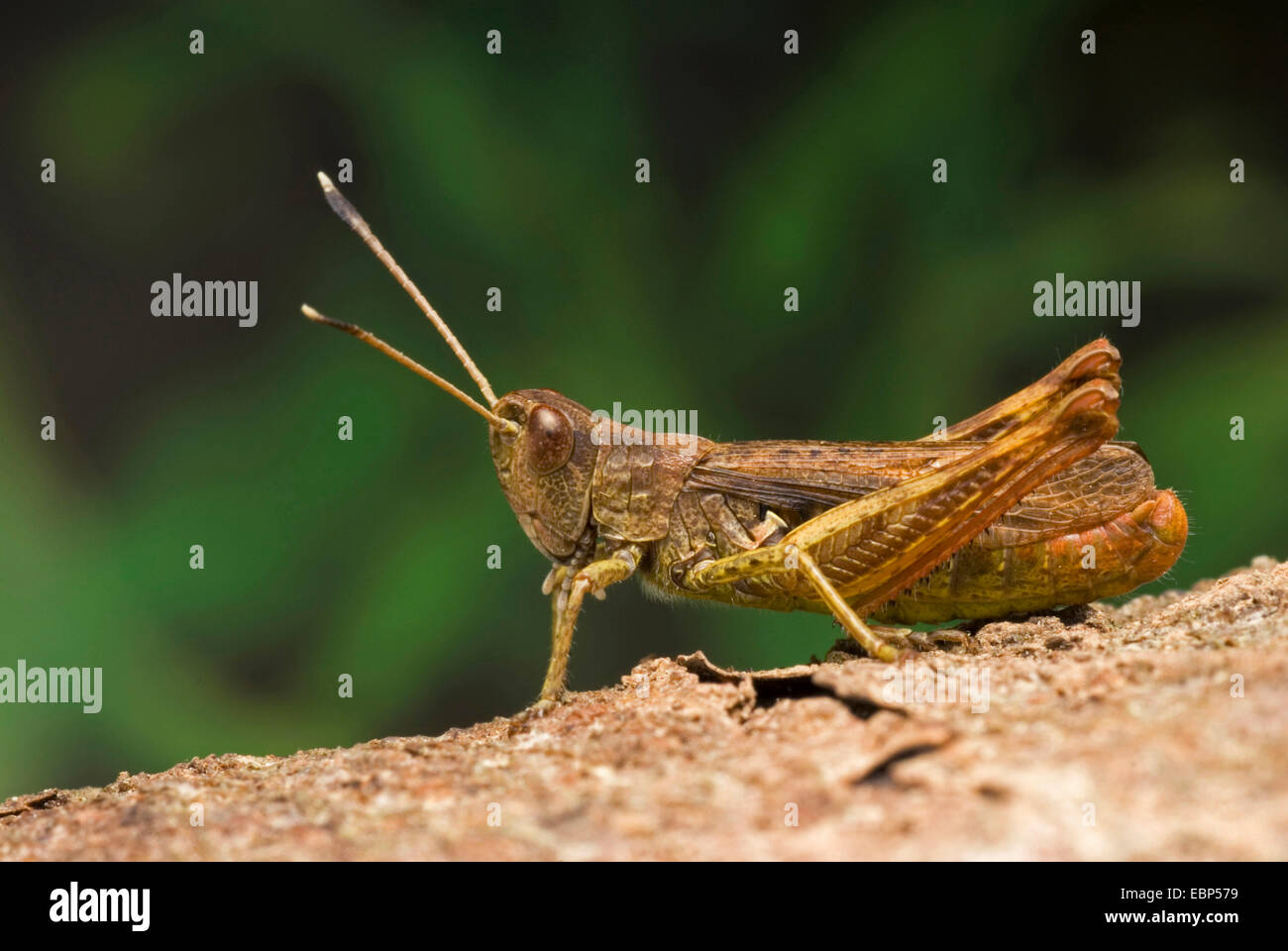 rufous grasshopper (Gomphocerus rufus, Gomphocerippus rufus), male on ...