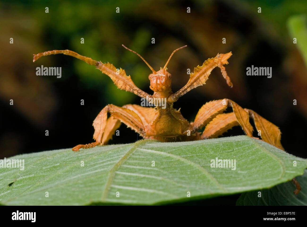 Giant Prickly Stick Insect, Macleay's Spectre (Extatosoma tiaratum), on ...