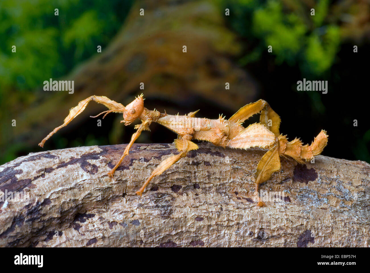 Giant Prickly Stick Insect, Macleay's Spectre (Extatosoma tiaratum), on ...