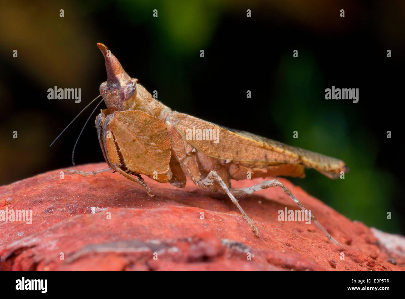 Boxer mantis hi-res stock photography and images - Alamy