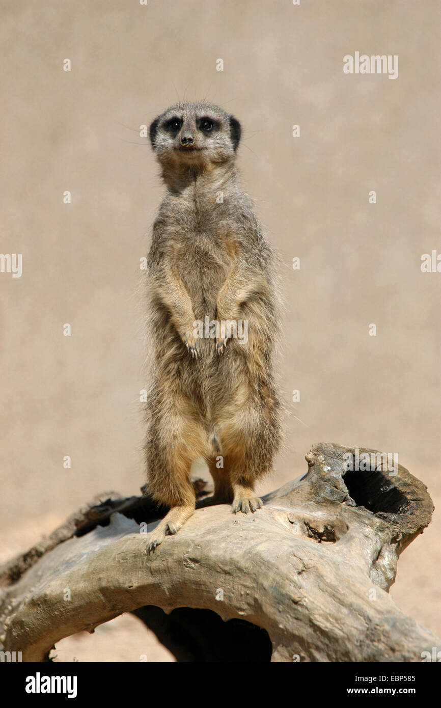 Suricate meerkat family hi-res stock photography and images - Alamy