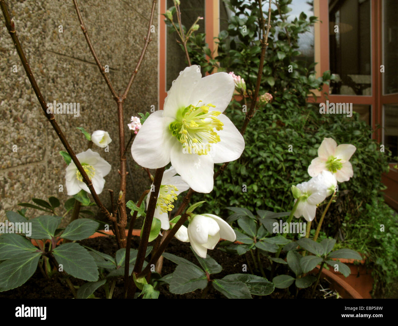 Hellebore niger in container hi-res stock photography and images - Alamy
