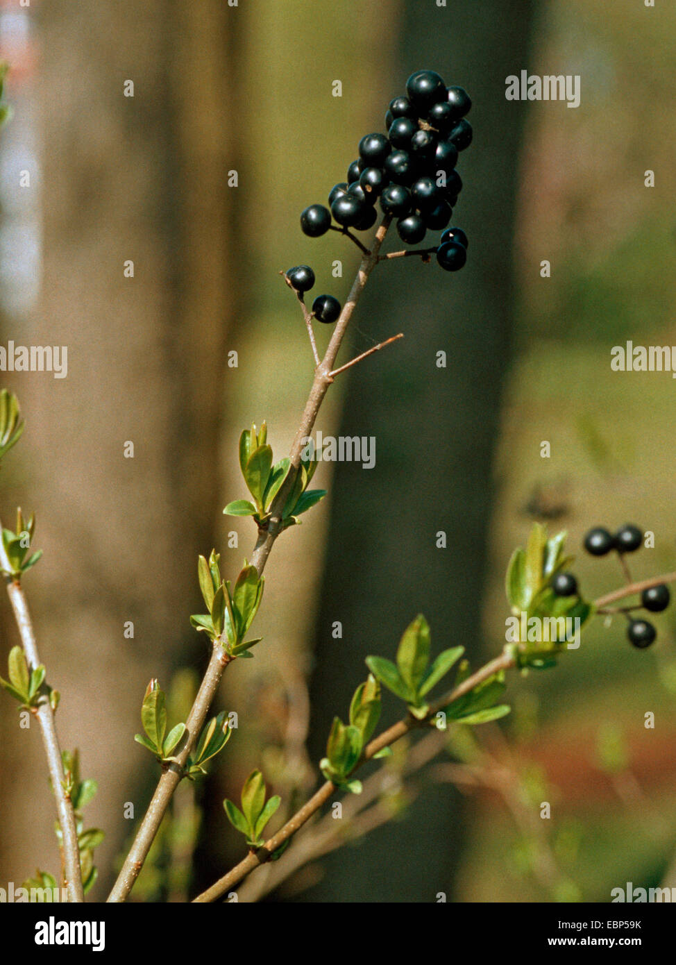 common privet, golden privet, wild privet, prim, European privet ...
