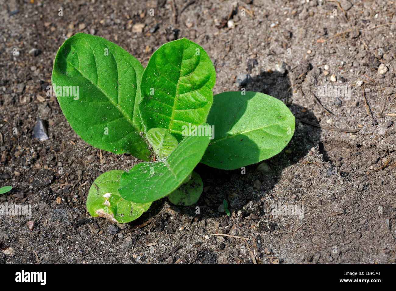 Cultivated Tobacco, Common Tobacco, Tobacco (Nicotiana tabacum), young ...