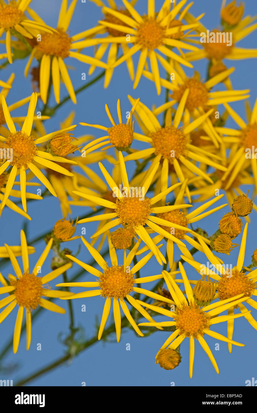 common ragwort, stinking willie, tansy ragwort, tansy ragwort (Senecio ...