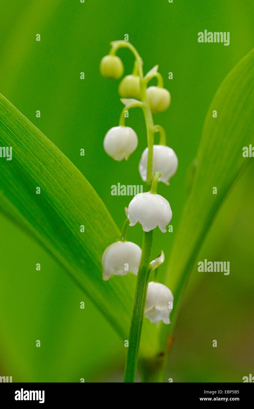 lily-of-the-valley aphid (Aulacorthum speyeri), inflorescence, Germany ...