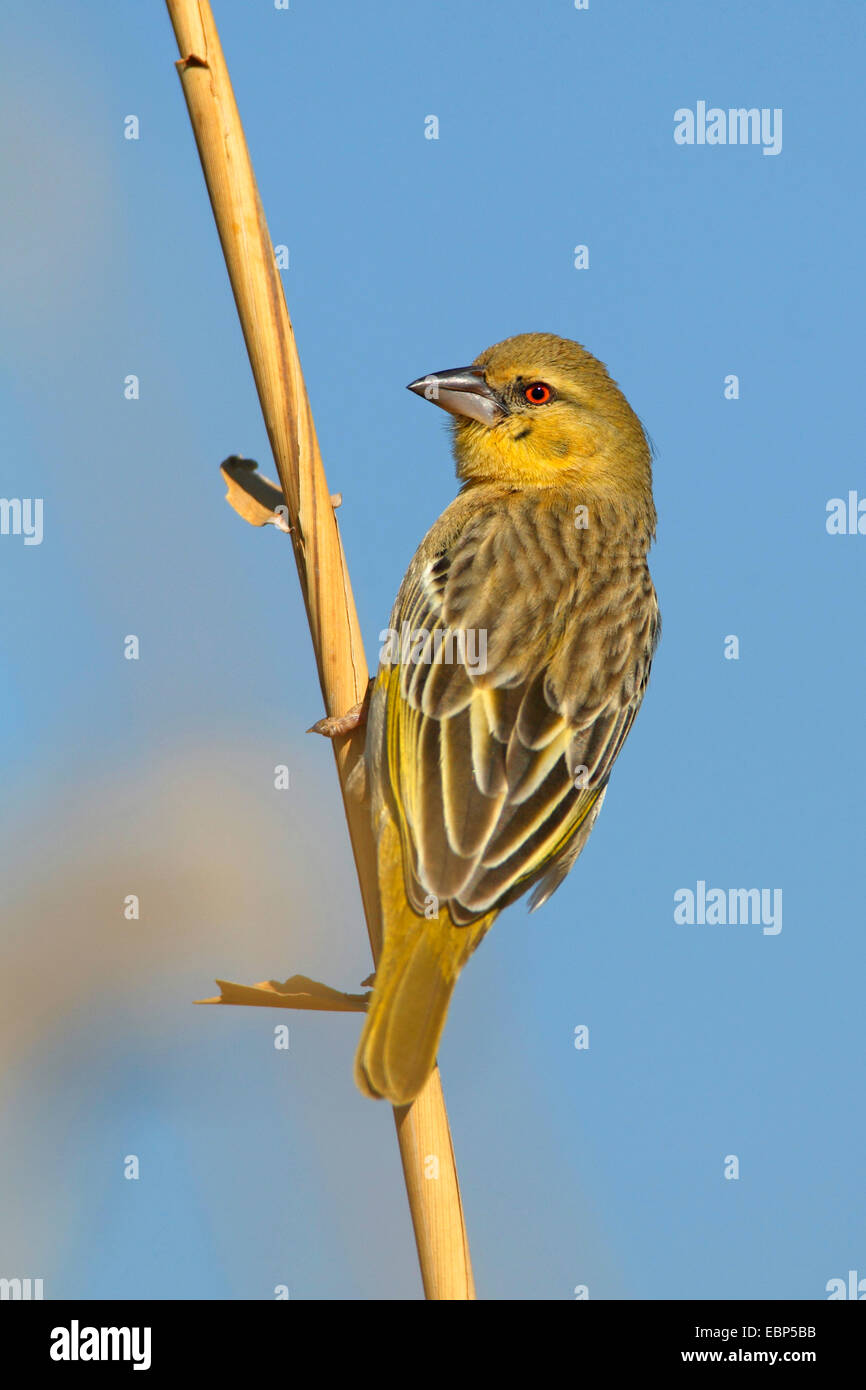 African masked weaver (Ploceus velatus), at a boelade of grass, eclipse ...