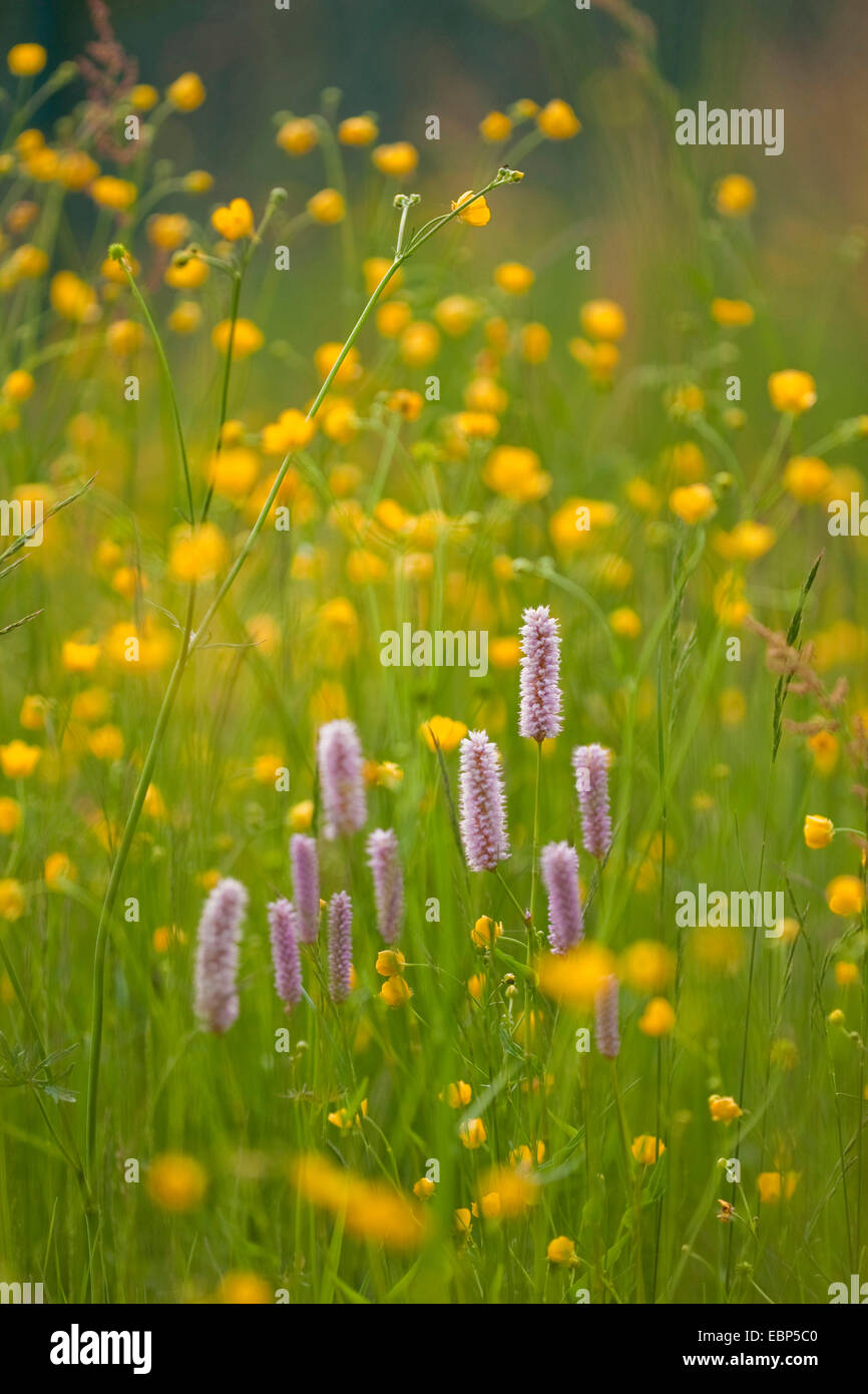Common bistort, Meadow bistort (Polygonum bistorta, Bistorta ...