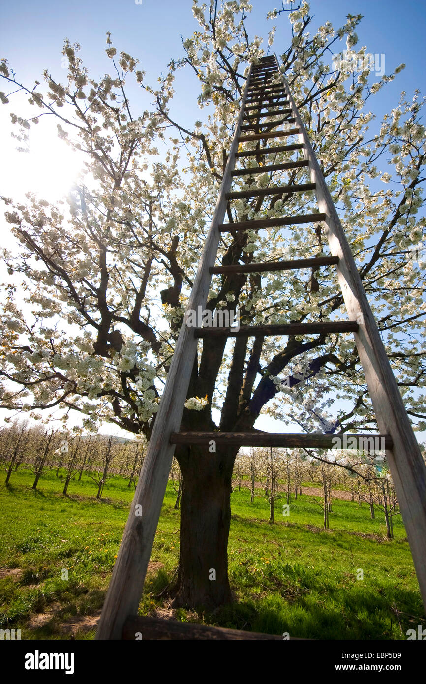 Cherry tree, Sweet cherry (Prunus avium), blooming cherry tree with ...