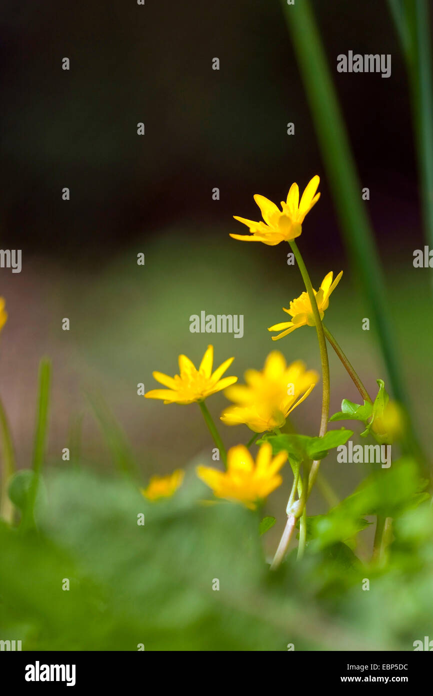 lesser celandine, fig-root butter-cup (Ranunculus ficaria, Ficaria ...