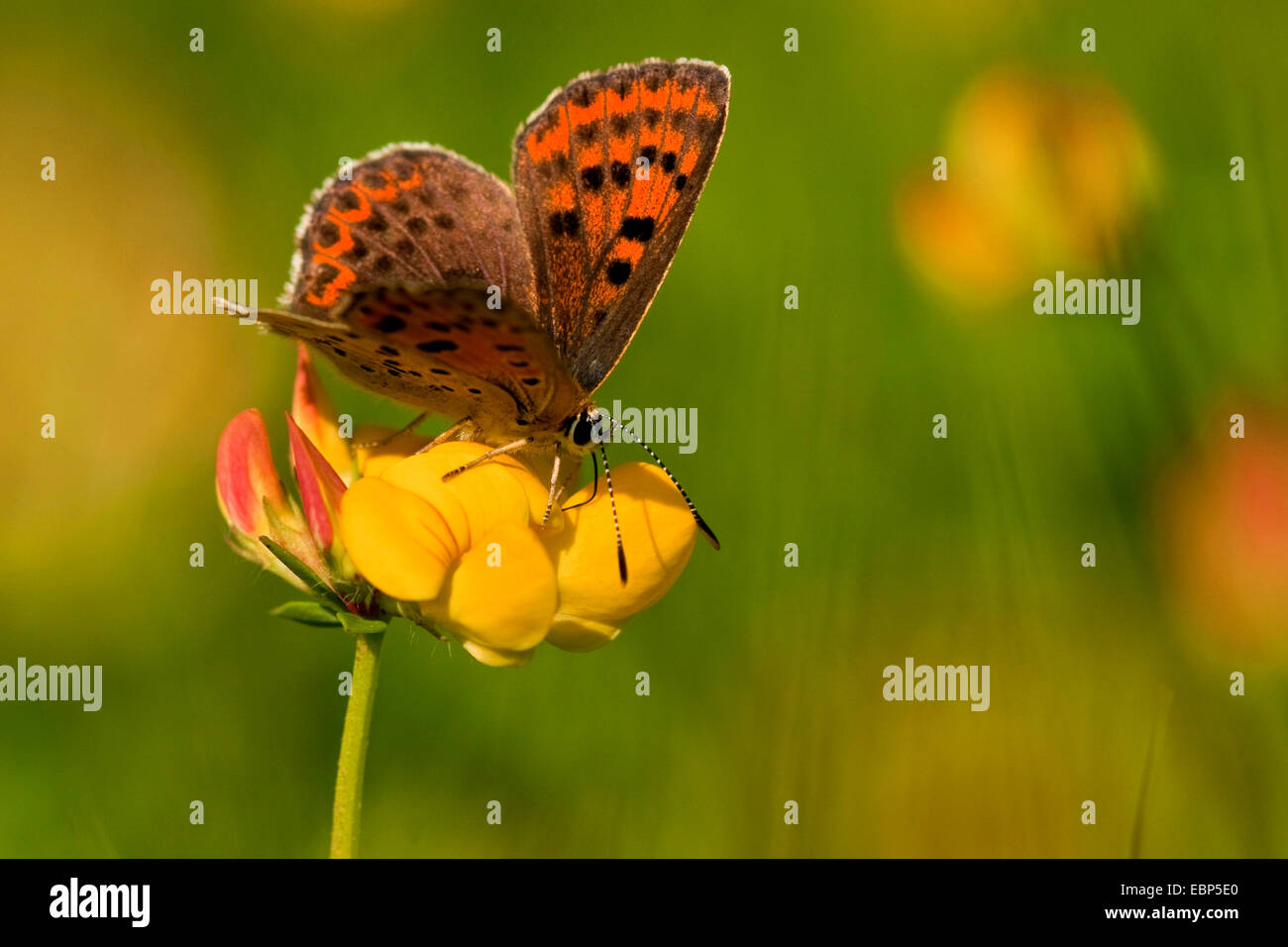 sooty copper (Heodes tityrus, Loweia tityrus, Lycaena tityrus), female ...