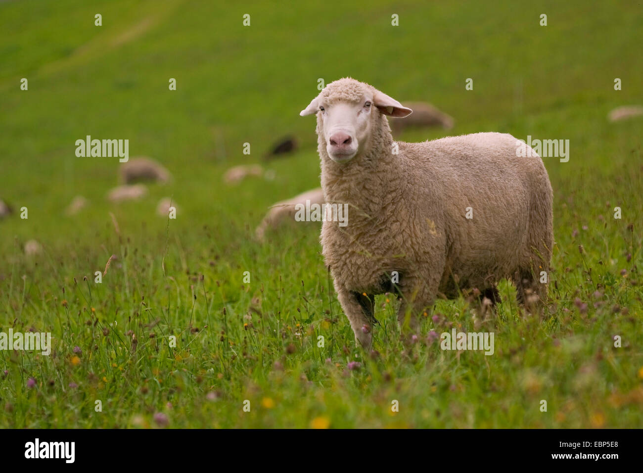 German mountain ovis ammon f hi-res stock photography and images - Alamy