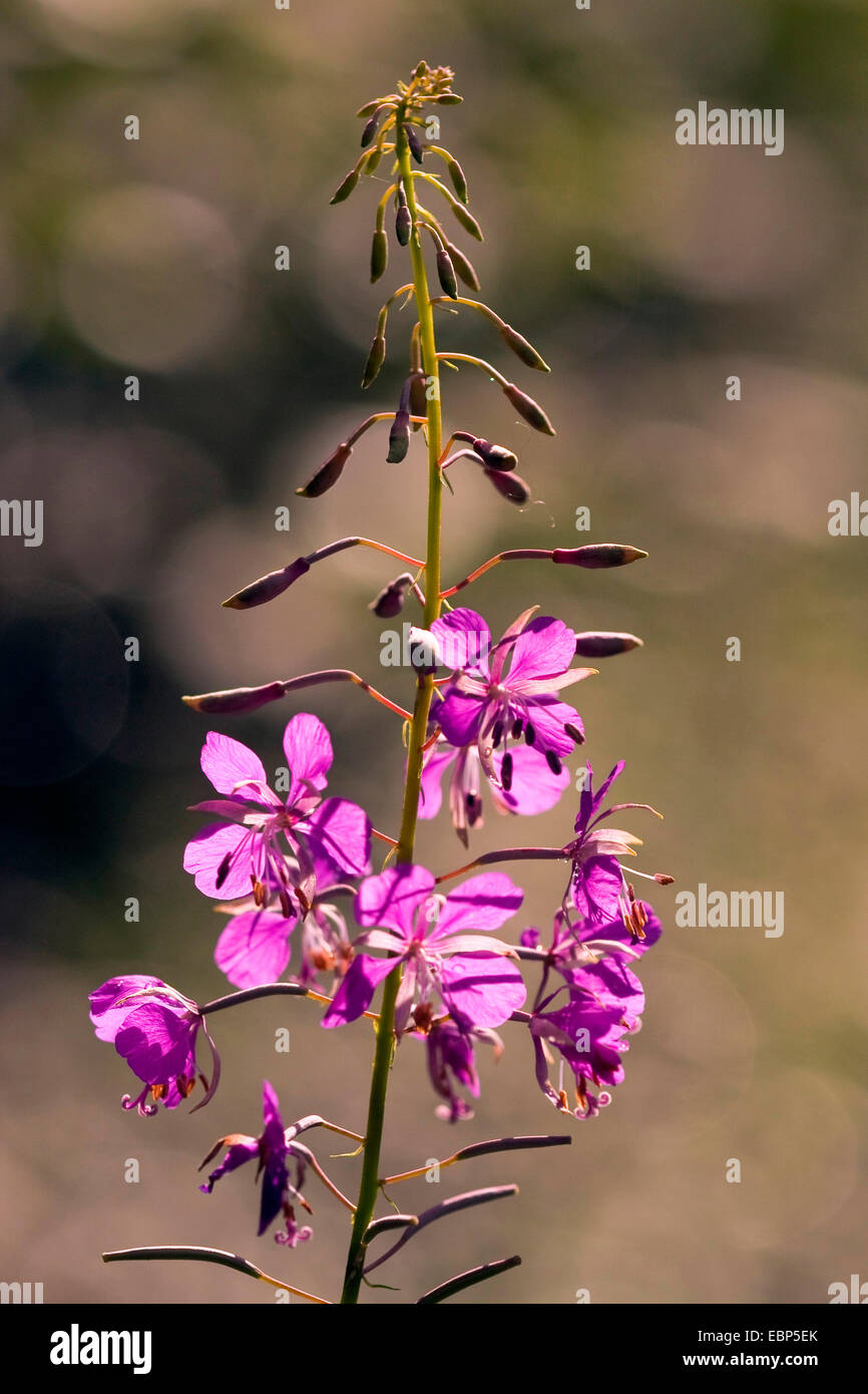 Fireweed, blooming sally, Rosebay willow-herb, Great willow-herb ...